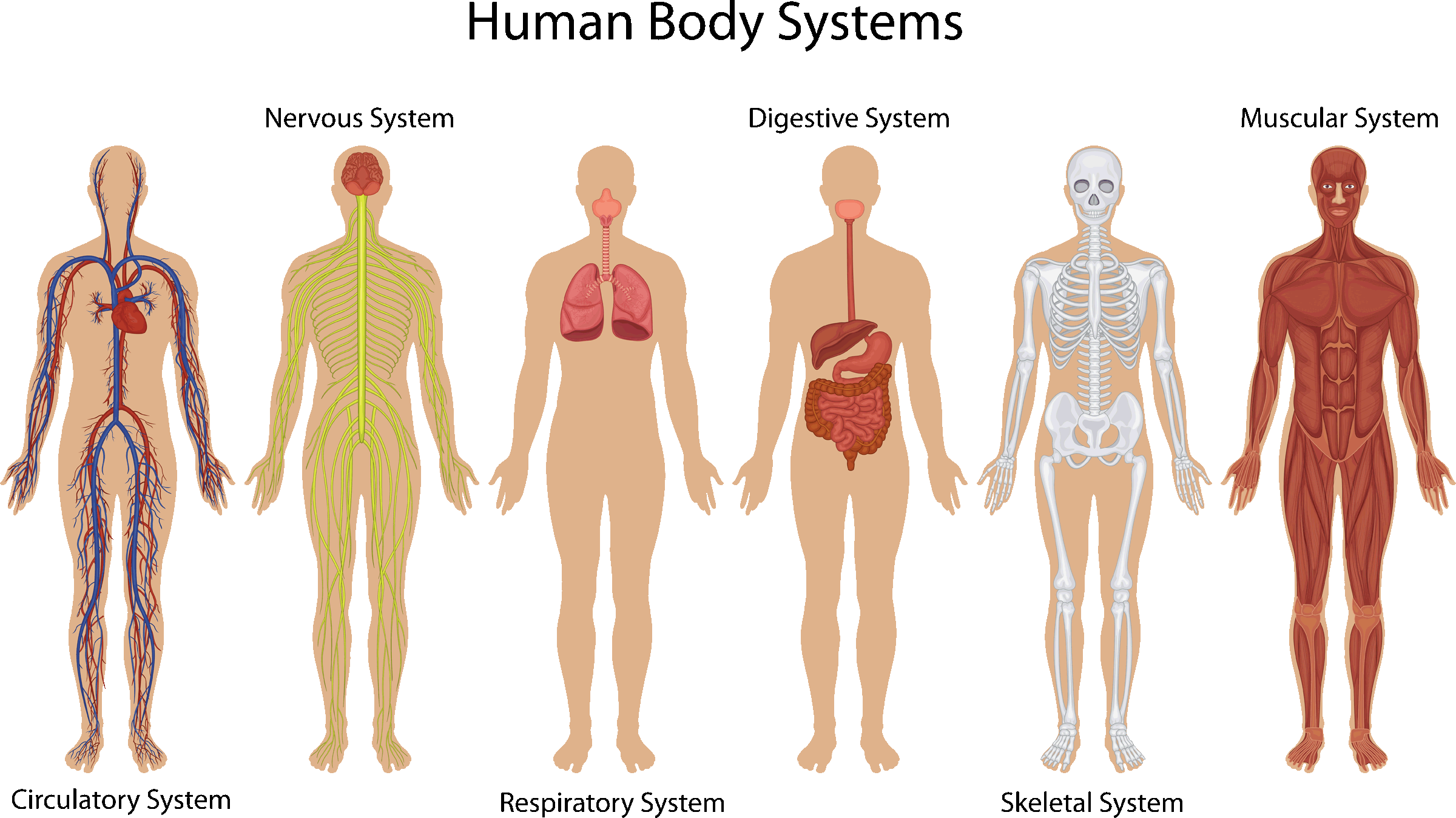 The Immune System Definition